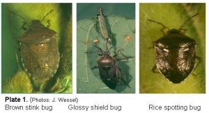 Brown stink bugs in cotton – by Moazzem Khan | The Beatsheet