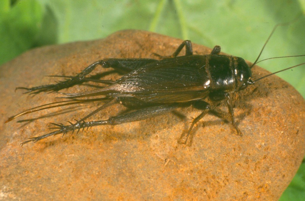 Soil and establishment pests | The Beatsheet