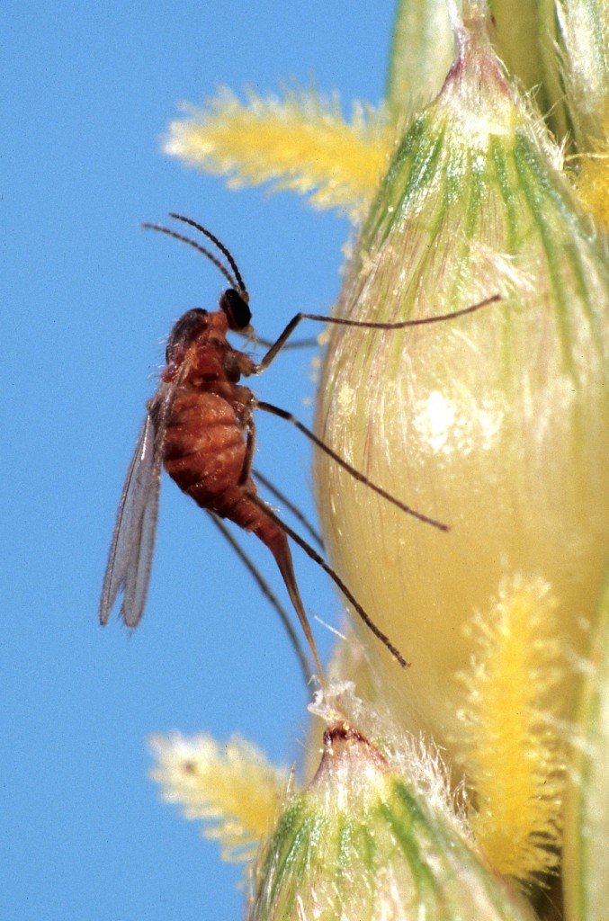 Watch out for midge this season | The Beatsheet