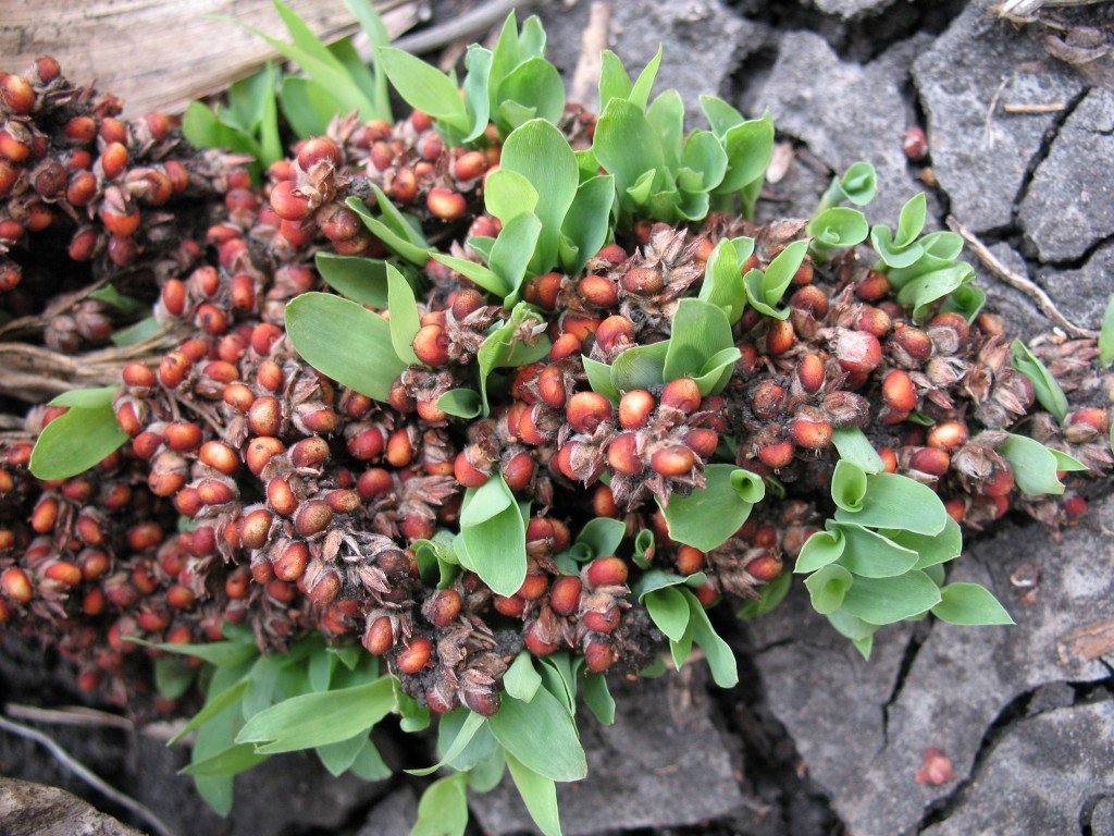 Rutherglen bugs in cotton – cause for concern? | The Beatsheet
