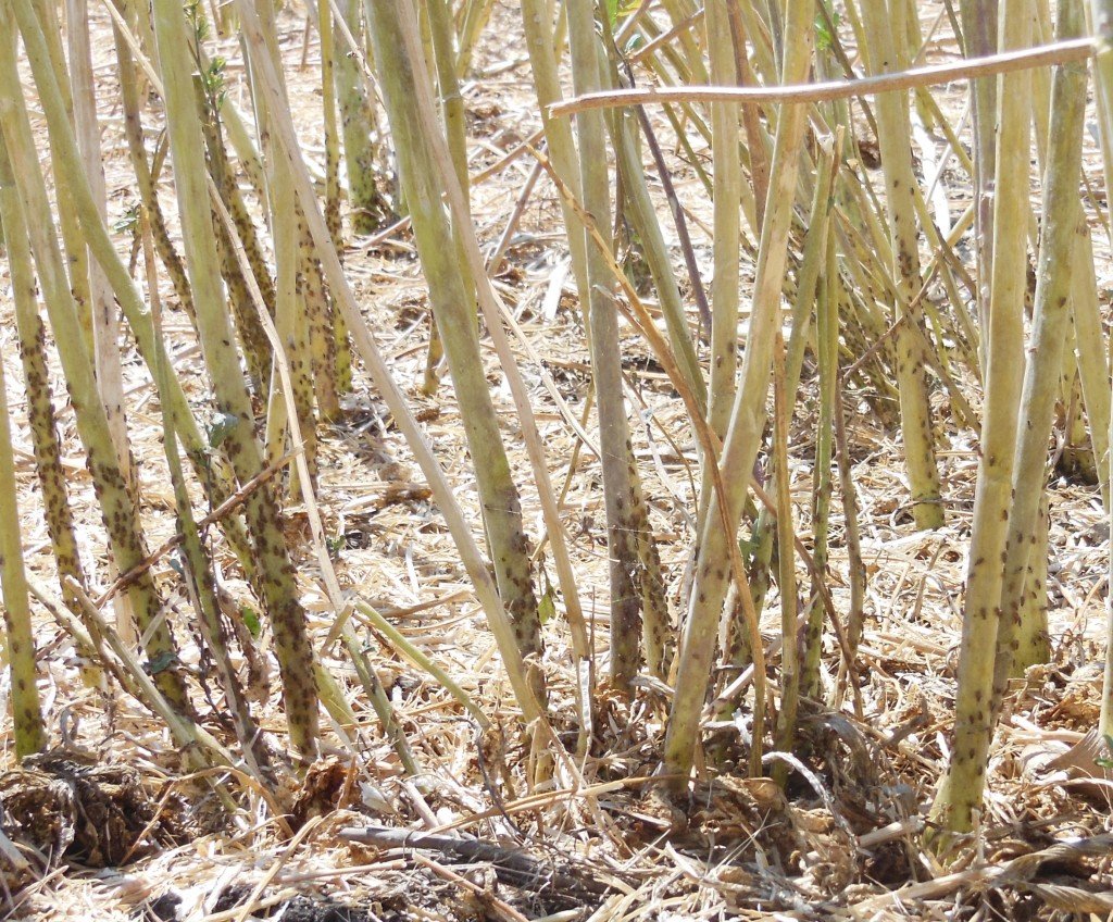 Rutherglen bug in canola stubble – potential to damage establishing ...