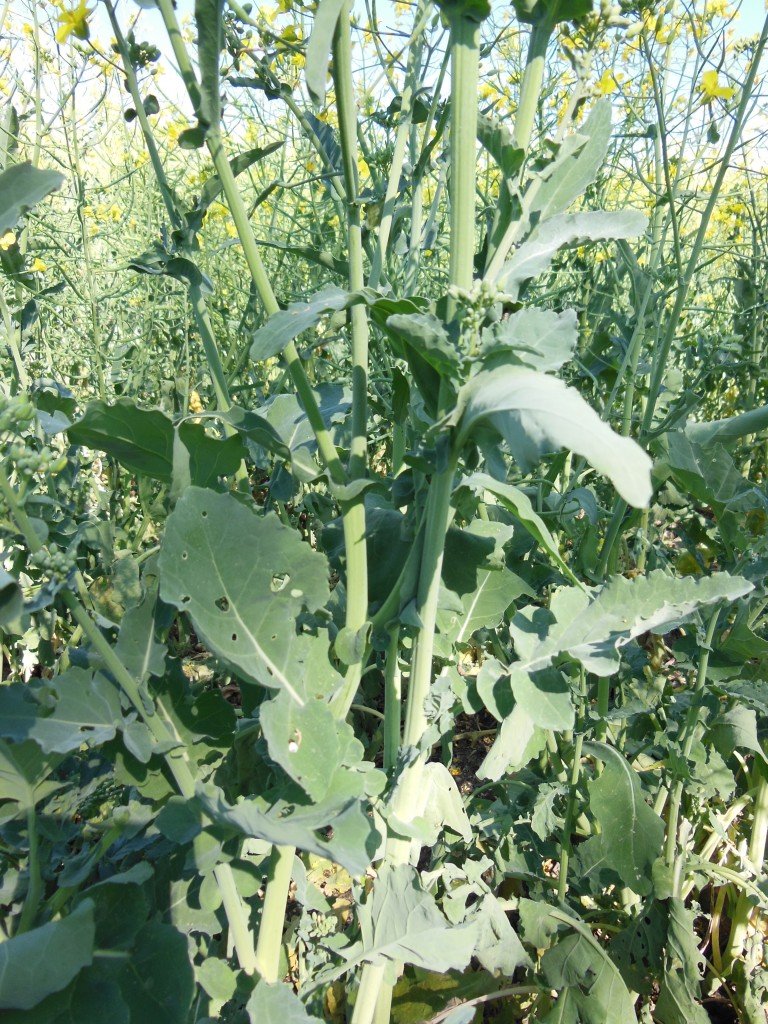 Recognising caterpillar pests of canola. | The Beatsheet