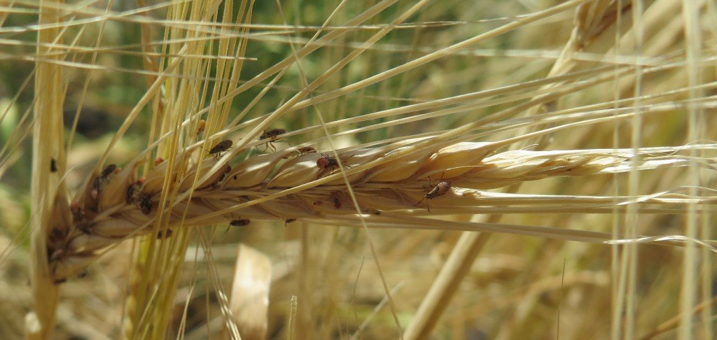 Watch for Rutherglen bugs moving from canola into neighbouring crops ...