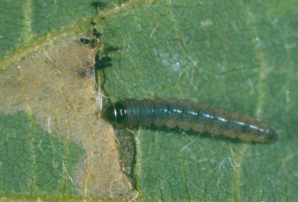Soybean moth active in North Queensland | The Beatsheet