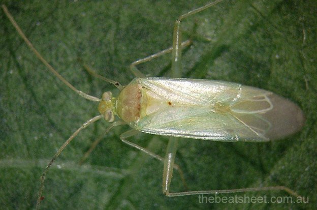 Mirids | The Beatsheet