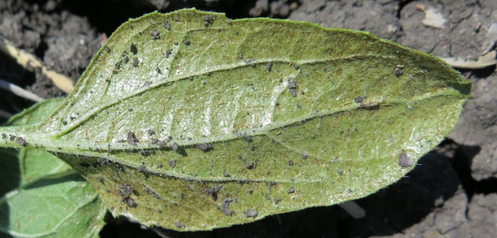 Thrip damage to early summer crops | The Beatsheet