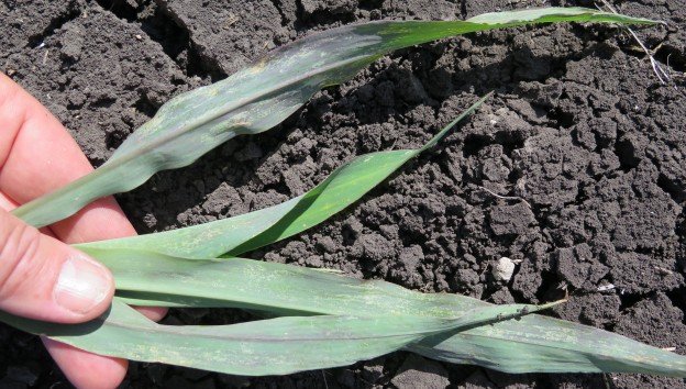 Thrip damage to early summer crops | The Beatsheet