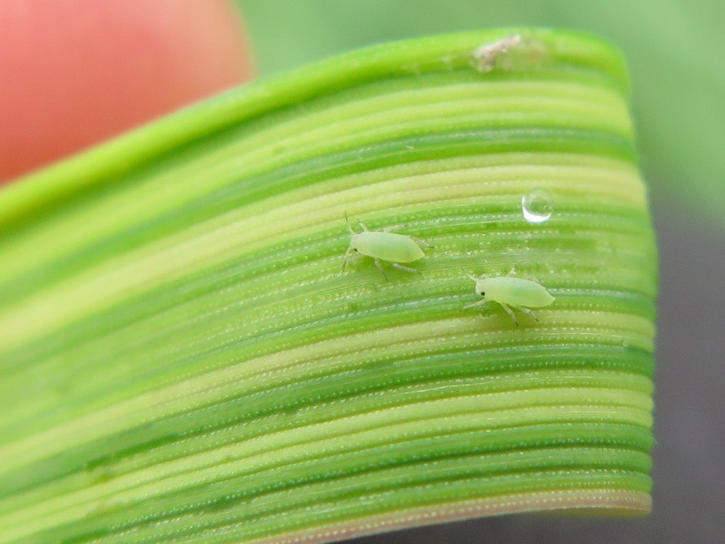 Are there Russian wheat aphid in your wheat or barley? A short guide to ...