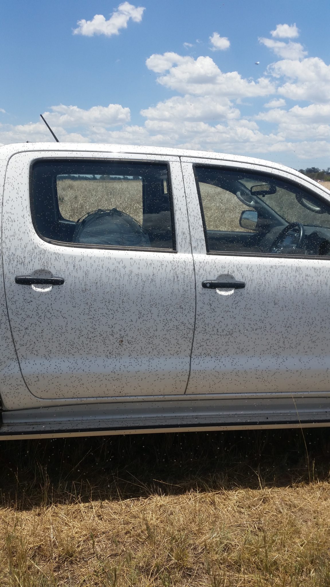 Rutherglen bug | The Beatsheet