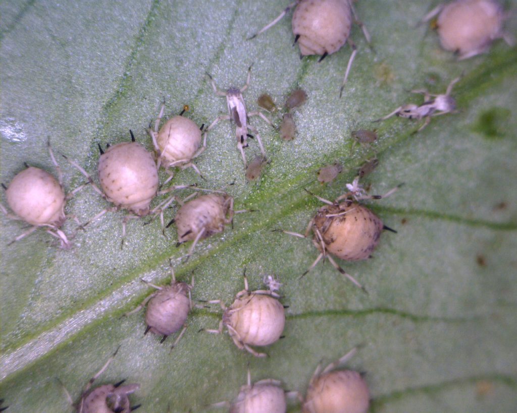 Aphids | The Beatsheet