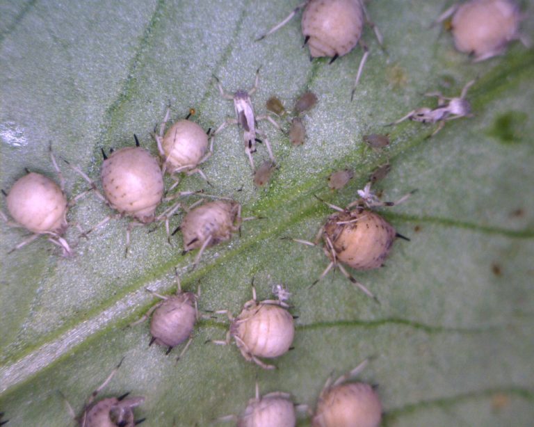 Aphids | The Beatsheet