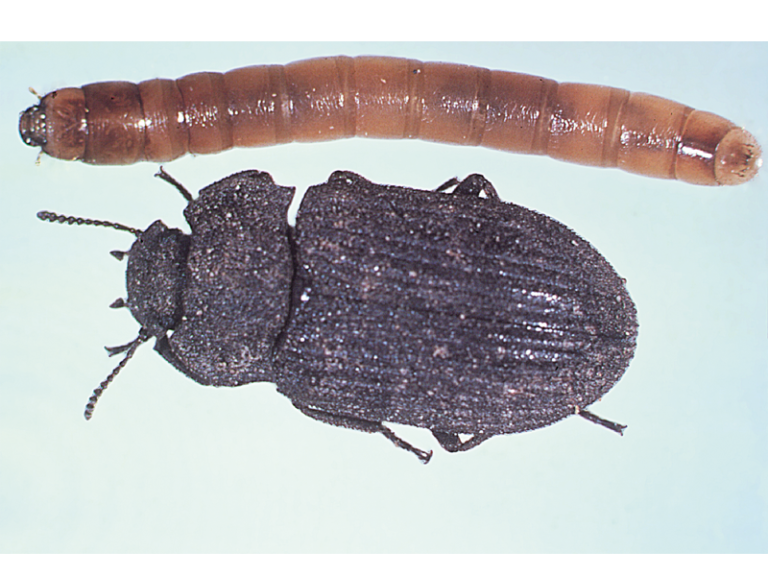 Do I have a wireworm – true or false? | The Beatsheet