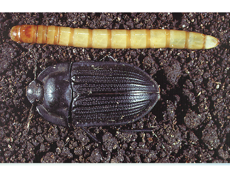 Do I have a wireworm – true or false? | The Beatsheet