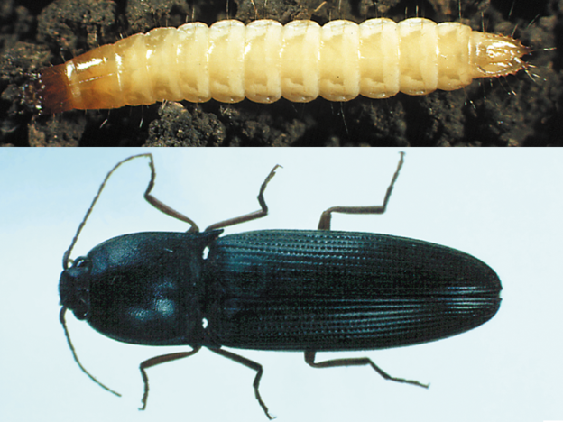 Do I have a wireworm – true or false? | The Beatsheet