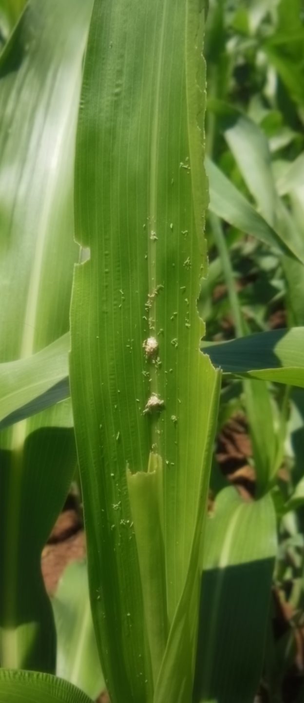 Insect pest management in sorghum – a refresher | The Beatsheet