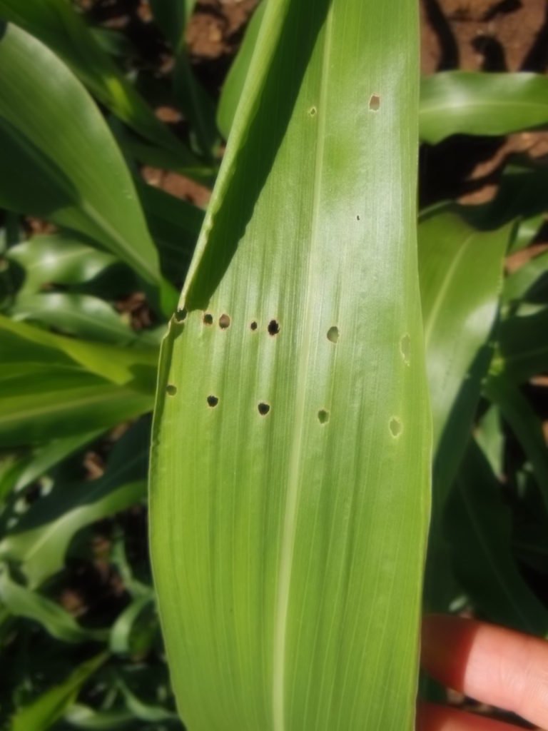 Insect pest management in sorghum – a refresher | The Beatsheet