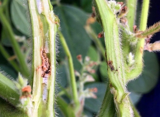 Soybean stem fly on the move in soybeans in the Northern Rivers NSW ...