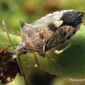 Predatory bugs | The Beatsheet