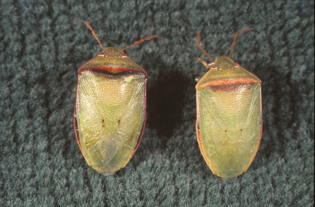 Redbanded shield bug not so red up north | The Beatsheet