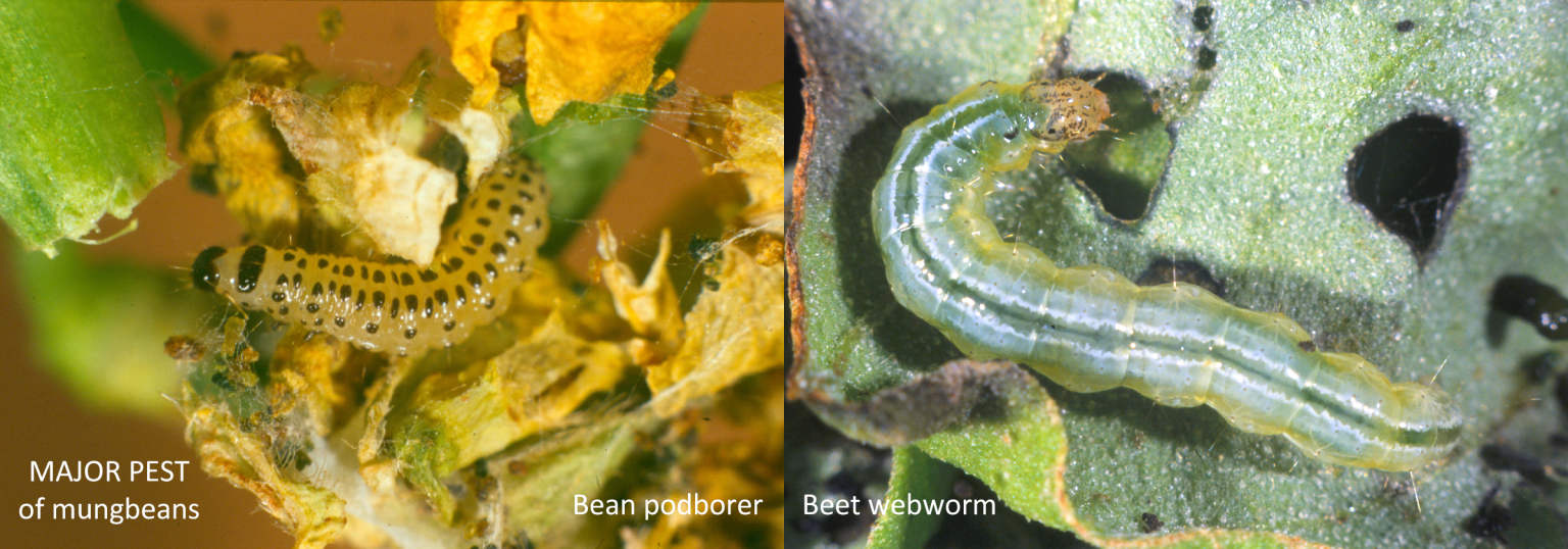 A tale of two moths and their larvae: beet webworm and bean podborer in ...