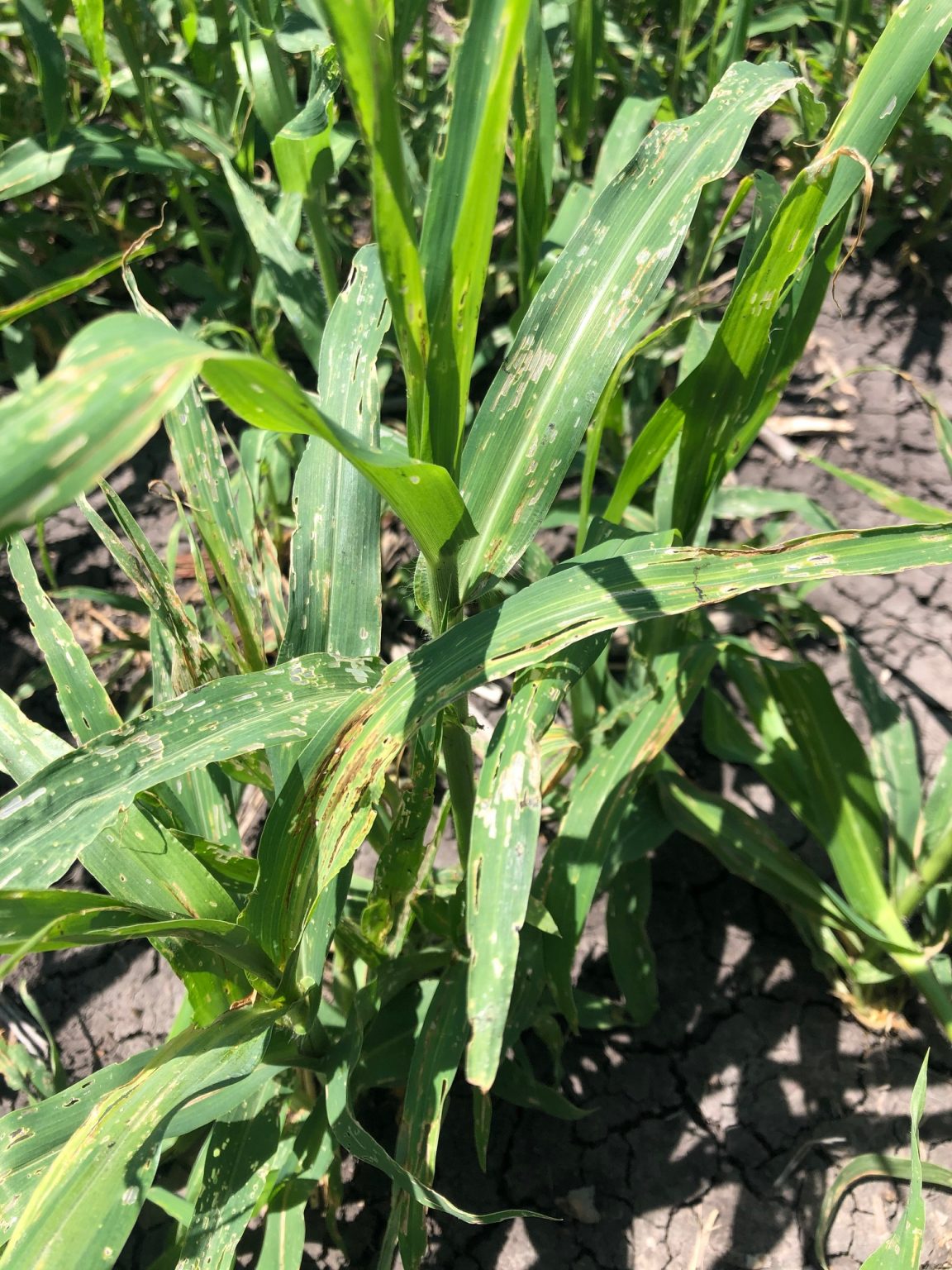 Leaf feeding beetle attacking millet | The Beatsheet