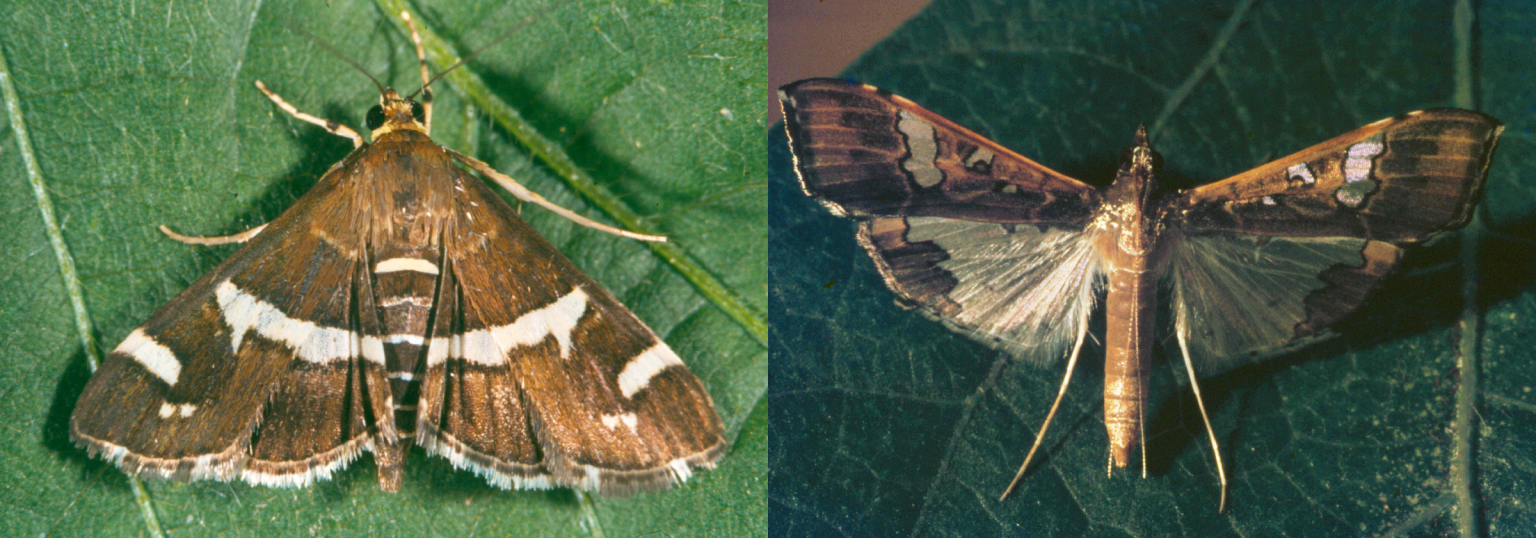 Beet webworm moths visit mungbean crops | The Beatsheet