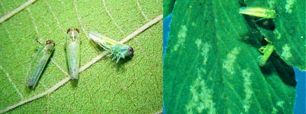 Are leafhoppers and seedling thrips a threat to summer mungbeans? | The ...