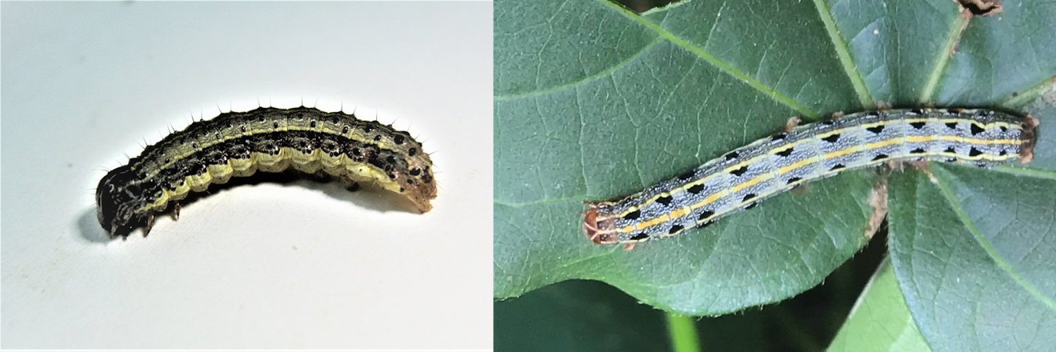 Hungry little caterpillars clustering on Burdekin soybean pods | The ...