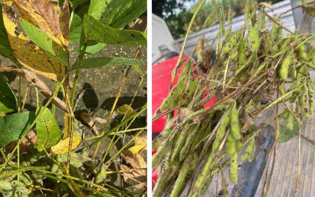 Stem fly and disease outbreaks in Queensland soybeans | The Beatsheet