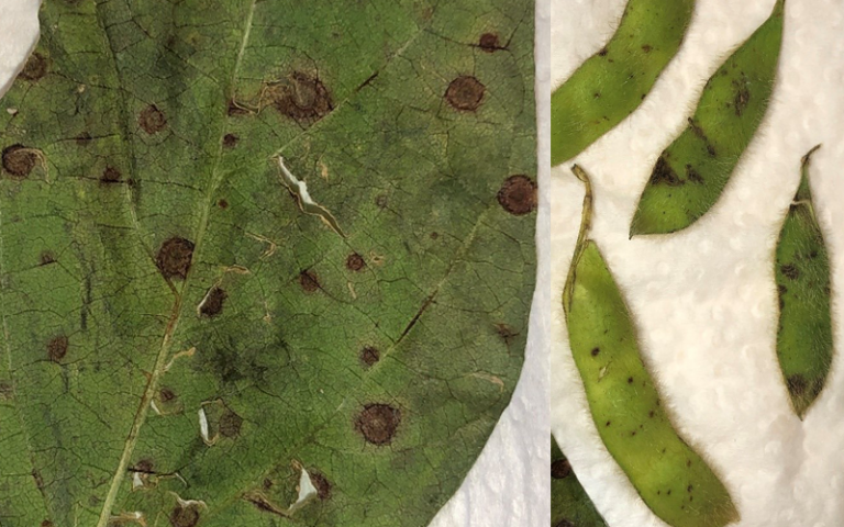Stem fly and disease outbreaks in Queensland soybeans | The Beatsheet