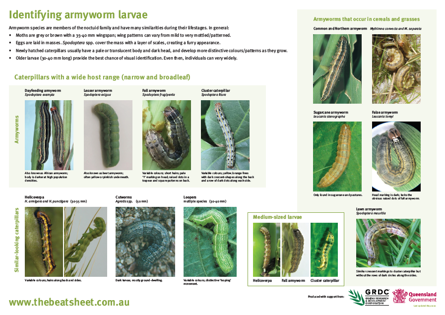 Entomology publications and factsheets | The Beatsheet
