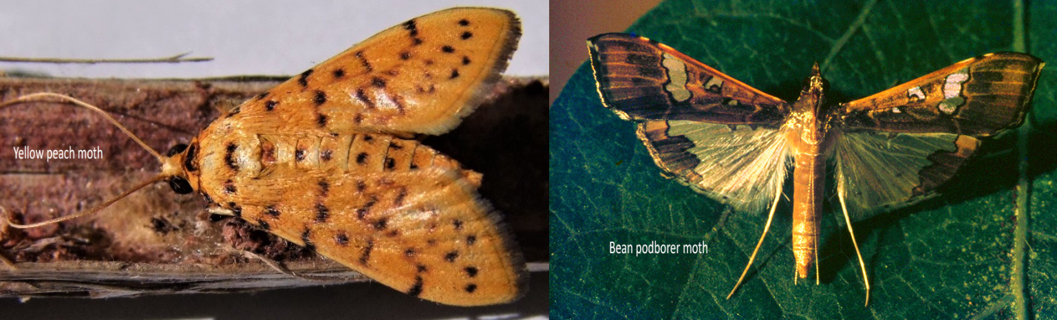 Not all caterpillars in maize are fall armyworm | The Beatsheet