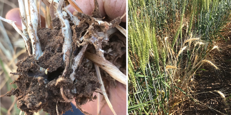Termites in cereal crops—a rare occurrence—but it is 2020…. | The Beatsheet