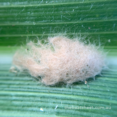 FAW – The Beatsheet