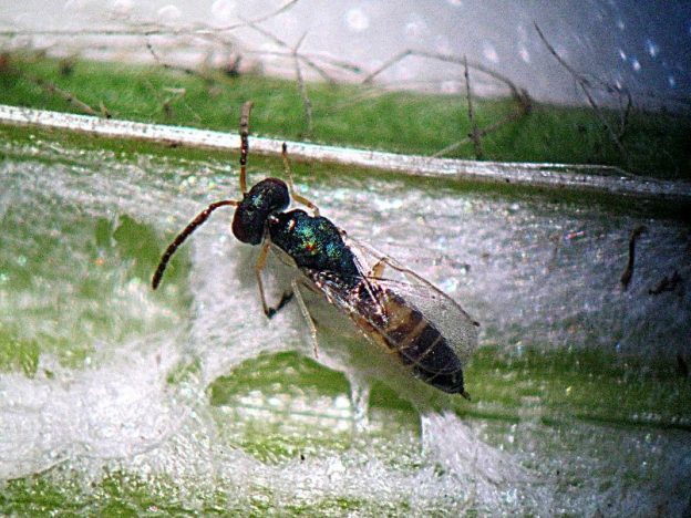 Serpentine leafminer – another exotic leaf-mining fly now in Australia ...