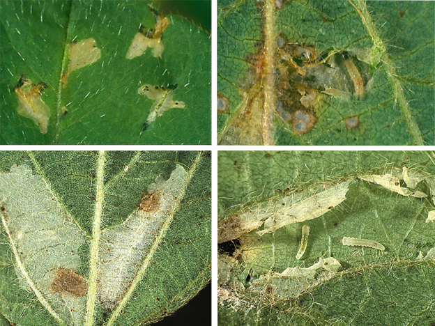 Serpentine leafminer – another exotic leaf-mining fly now in Australia | The Beatsheet