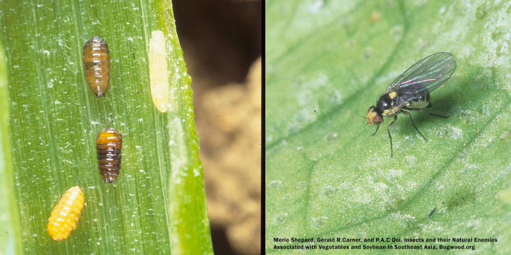 Serpentine leafminer – another exotic leaf-mining fly now in Australia ...