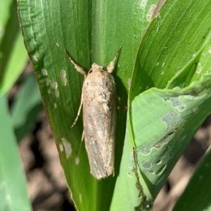 Detecting FAW in sorghum and corn | The Beatsheet