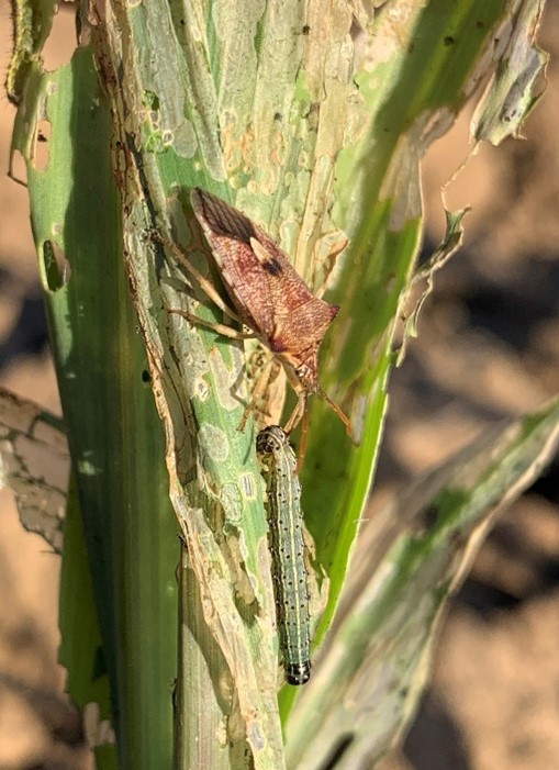 Detecting FAW in sorghum and corn | The Beatsheet