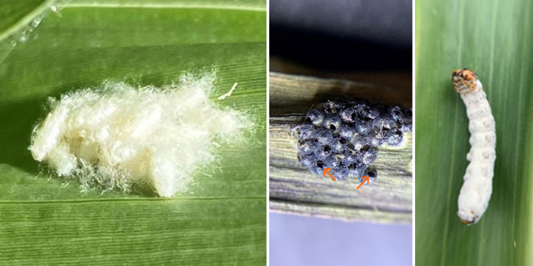 Detecting FAW in sorghum and corn | The Beatsheet