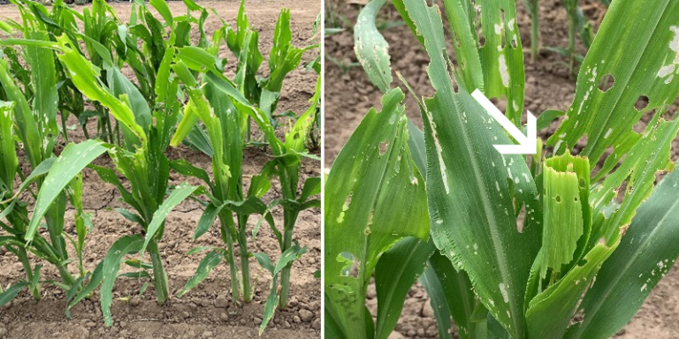 Detecting FAW in sorghum and corn | The Beatsheet