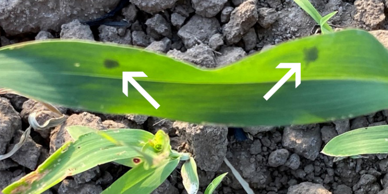 Detecting FAW in sorghum and corn | The Beatsheet
