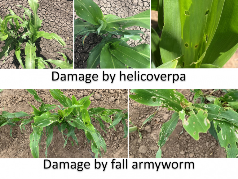 Detecting FAW in sorghum and corn | The Beatsheet
