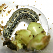 Cluster caterpillar | The Beatsheet