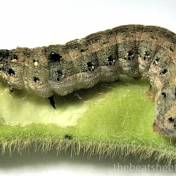 Cluster caterpillar | The Beatsheet