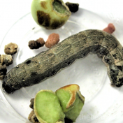 Cluster caterpillar | The Beatsheet
