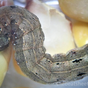 Cluster caterpillar | The Beatsheet