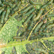 Cluster caterpillar | The Beatsheet