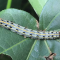 Cluster caterpillar | The Beatsheet