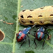 Cluster caterpillar | The Beatsheet